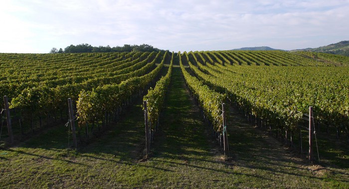 La Toledana | Vineyards