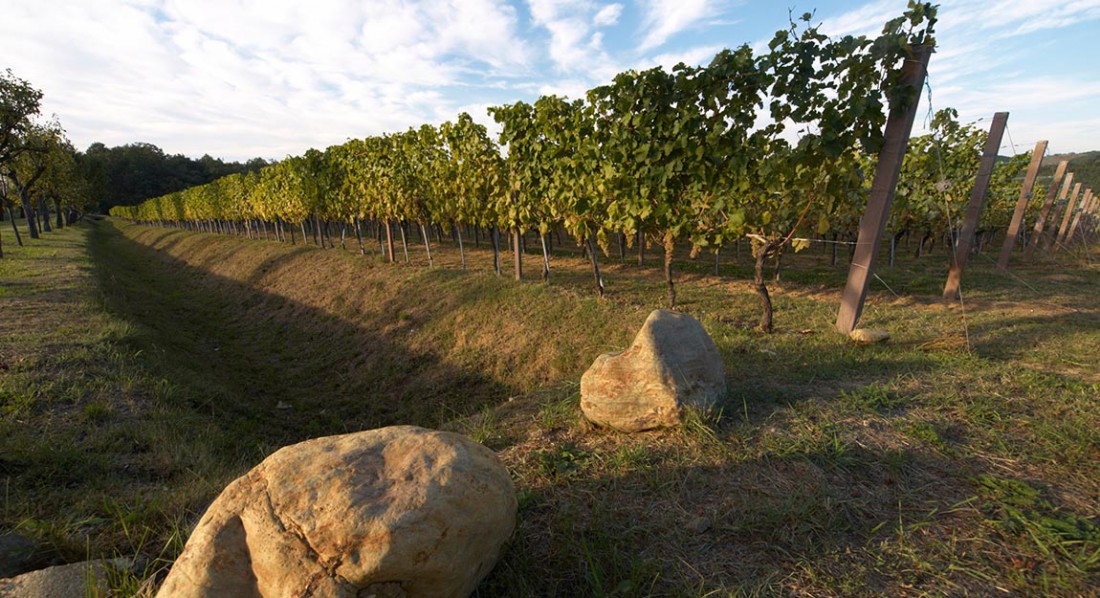 La Toledana | Vineyards